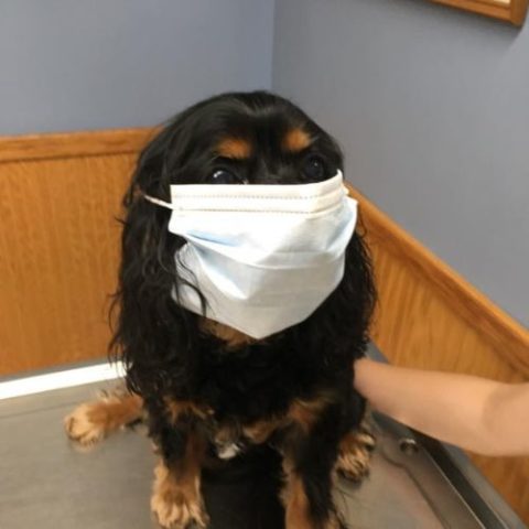 Best Veterinary Hospital In Ormond Beach, FL 32176 | OBFV